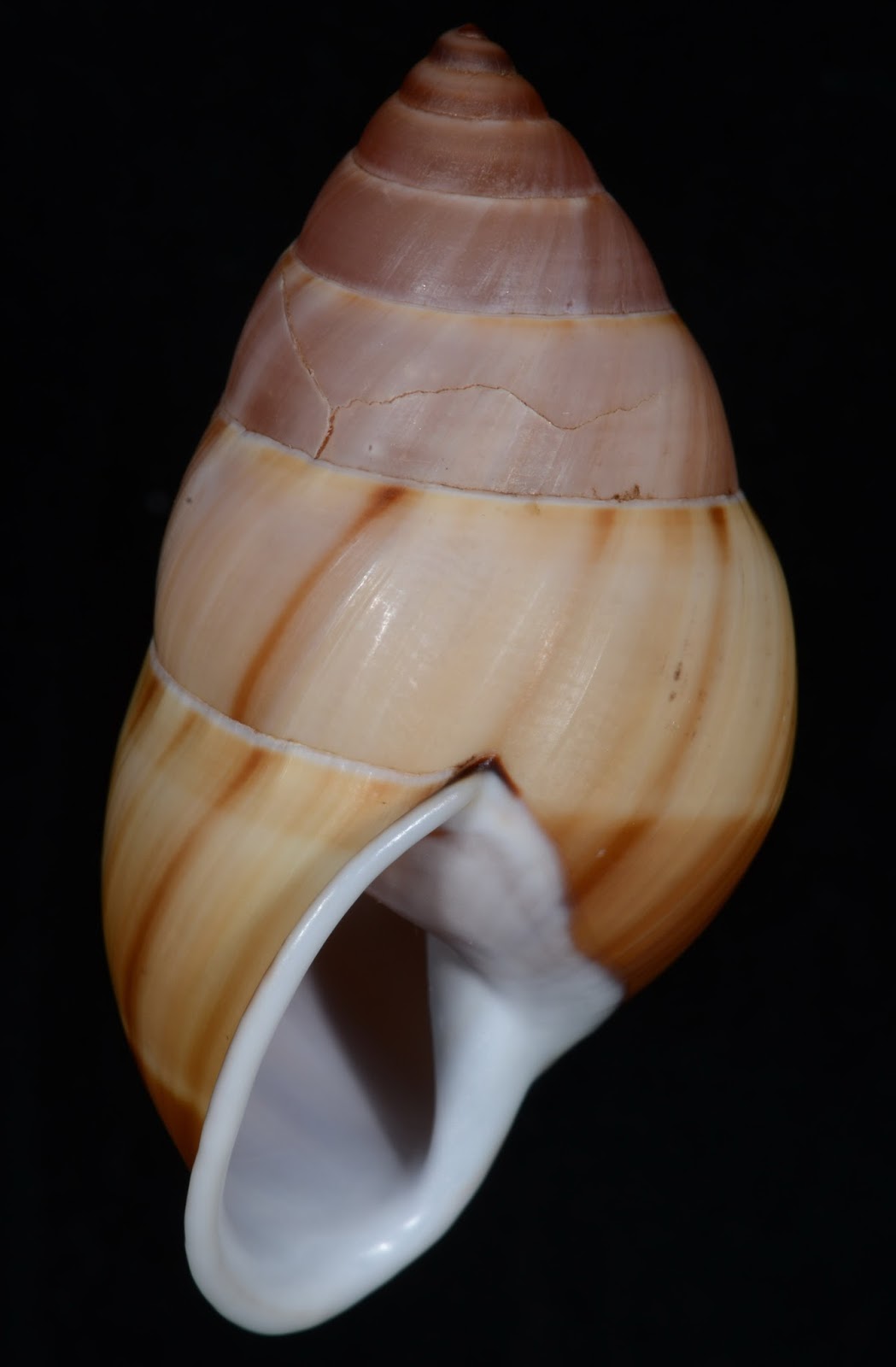 Dr. Lee's Gallery Museum: Amphidromus inversus annamiticus 45.97mm ...