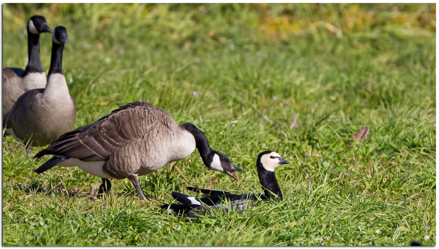 Owls & Others of Essex, MA: Barnacle Goose