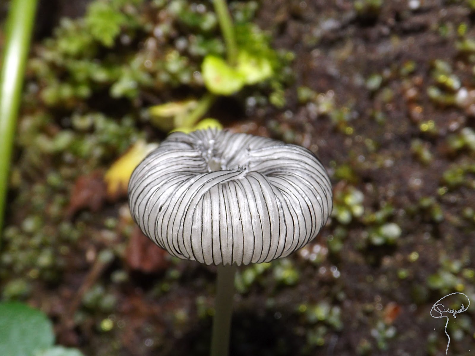 Setas de Babia y Laciana: Coprinus lagopus