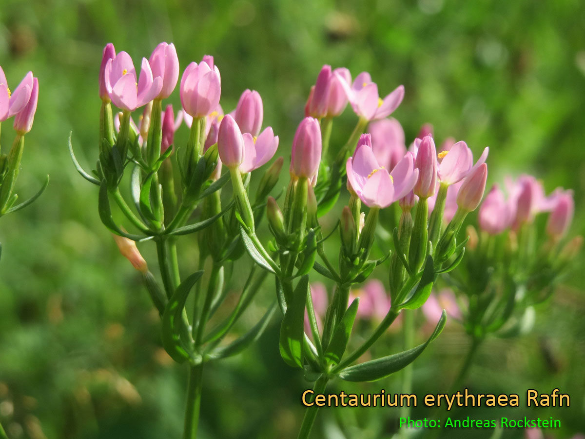 Medicinal Plants: Centaurium erythraea