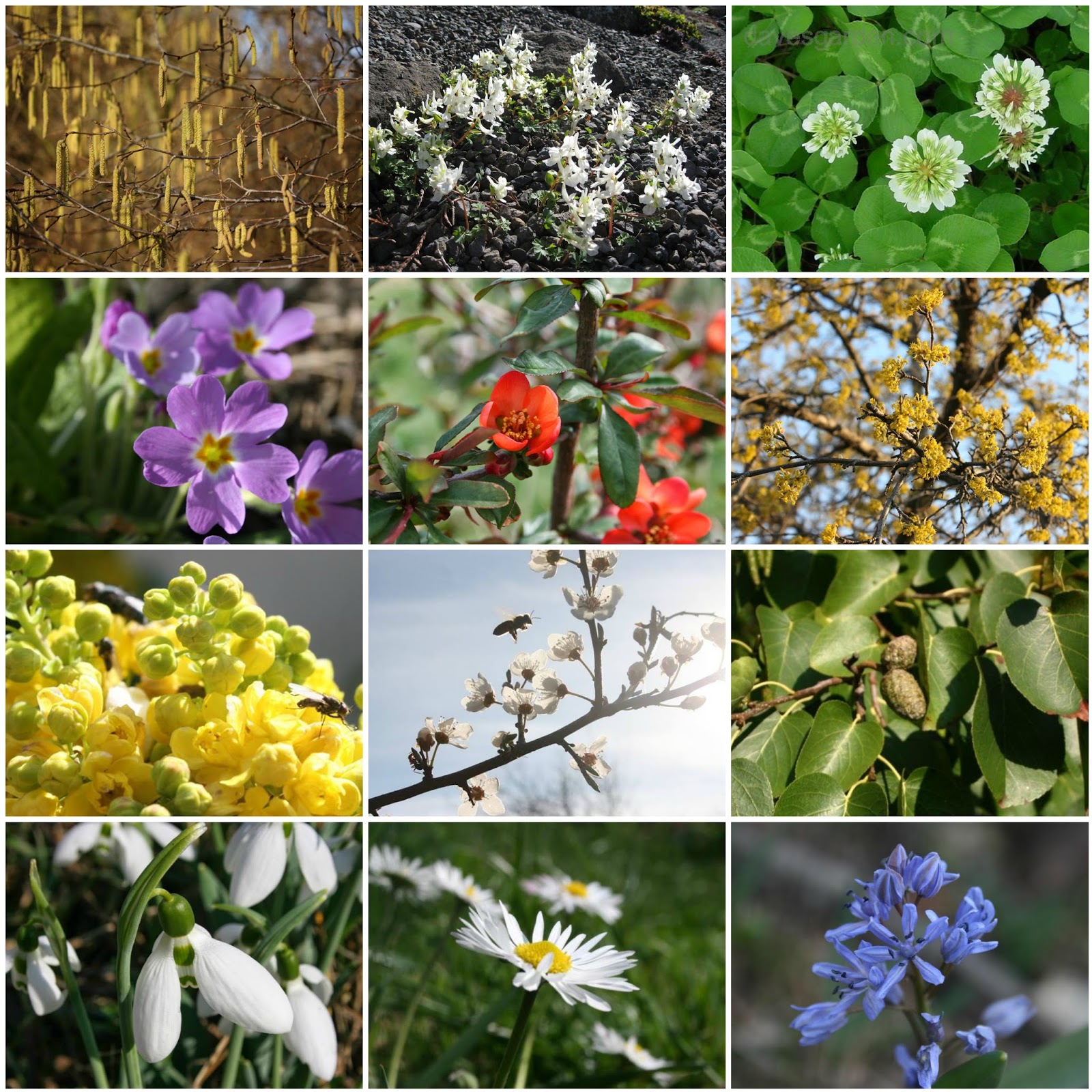 Balkan Ecology Project : The Early Polleniser Polyculture - A Support ...