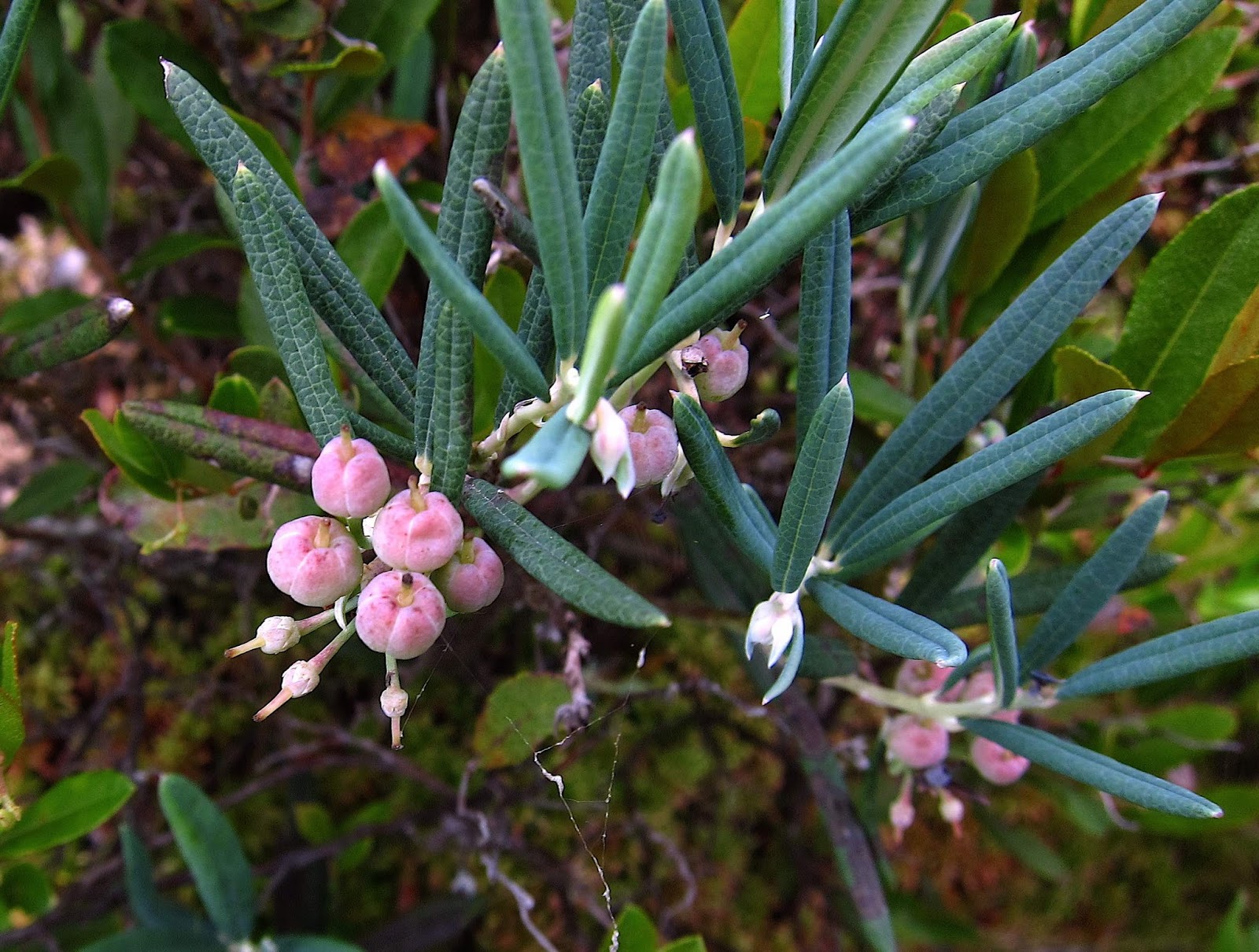 Saratoga woods and waterways: Blooms on the Bog, Bugs in the Blooms