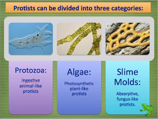 Amy Brown Science: Can I Make Protists More Interesting For My Students?