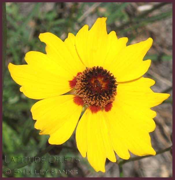 Prairie Wildflowers: Coreopsis: Golden Tickseed