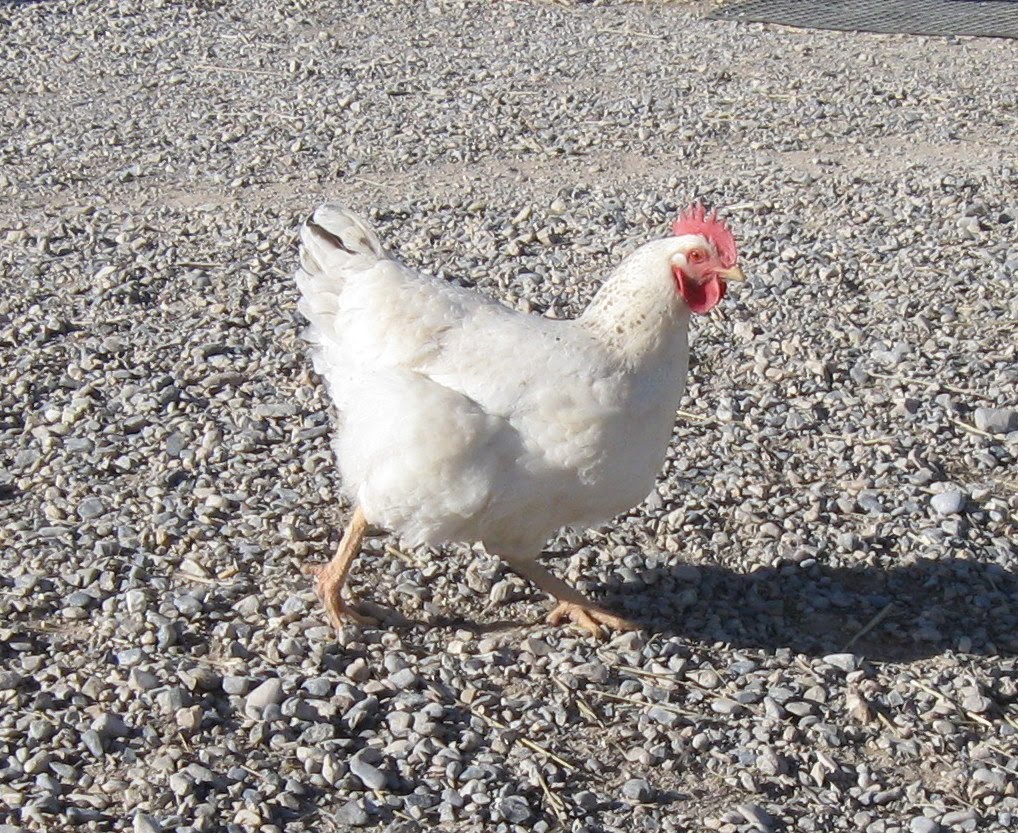 Chickens at Zaltana Anatolians