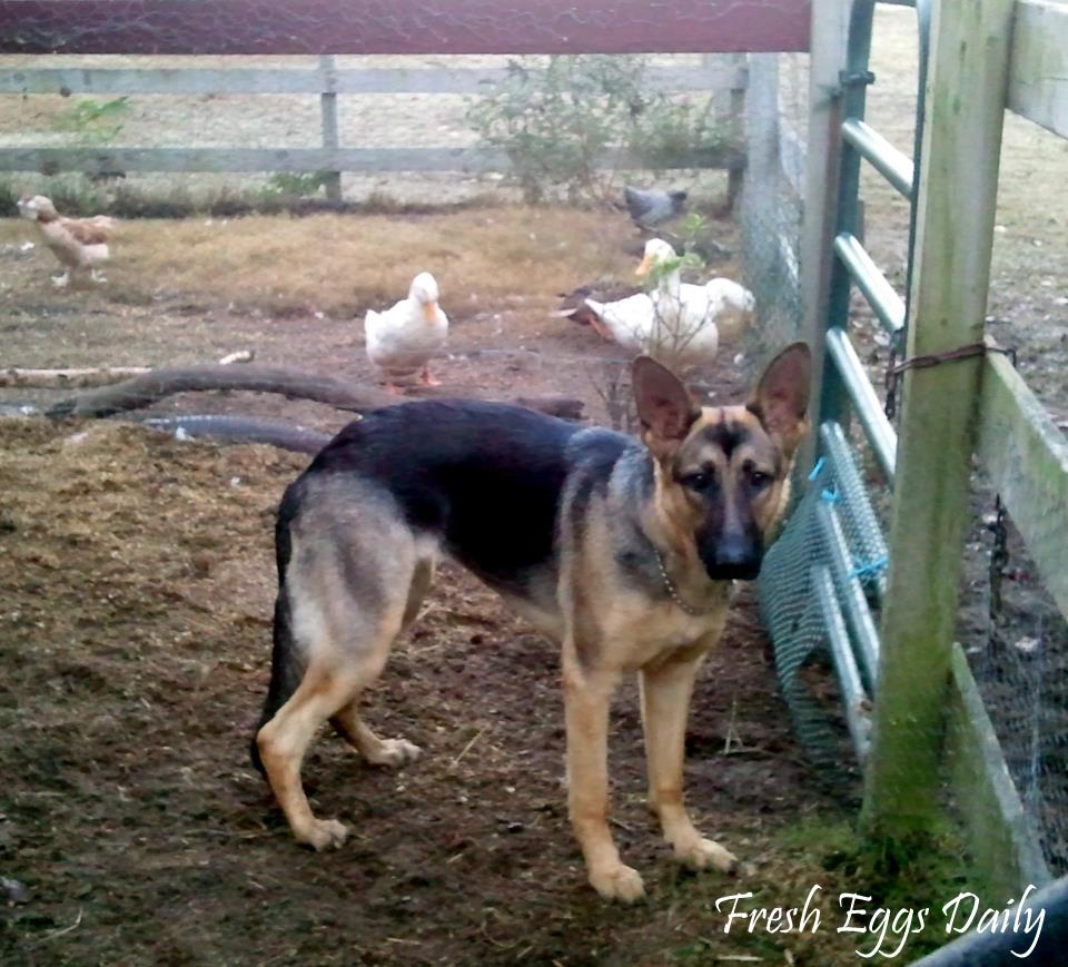 Basic Chicken Etiquette and Training for the Family Dog - Fresh Eggs ...