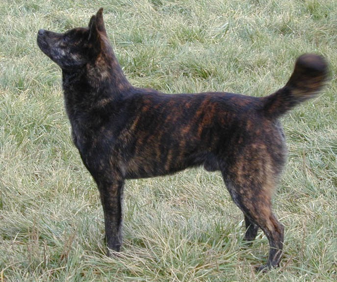 Type : Hunting Dog