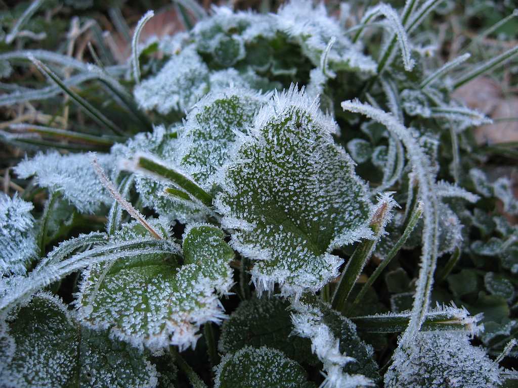 My Father's World: First Hard Frost