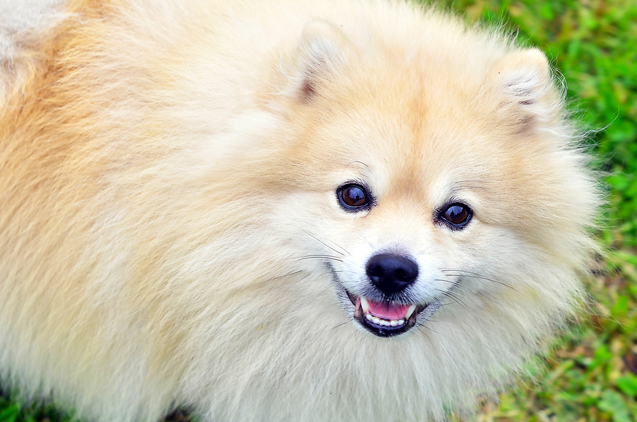 dog side stories: German Spitz Klein /Small ( Γερμανικό Σπιτς Μικρό)