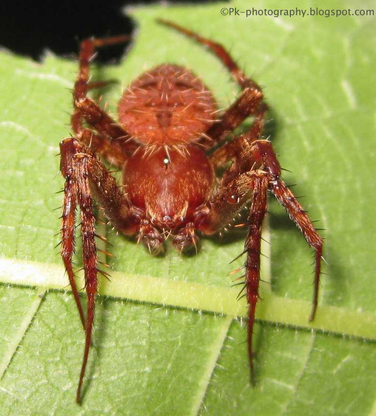 Ghost Spider - Neoscona punctigera | Nature, Cultural, and Travel ...