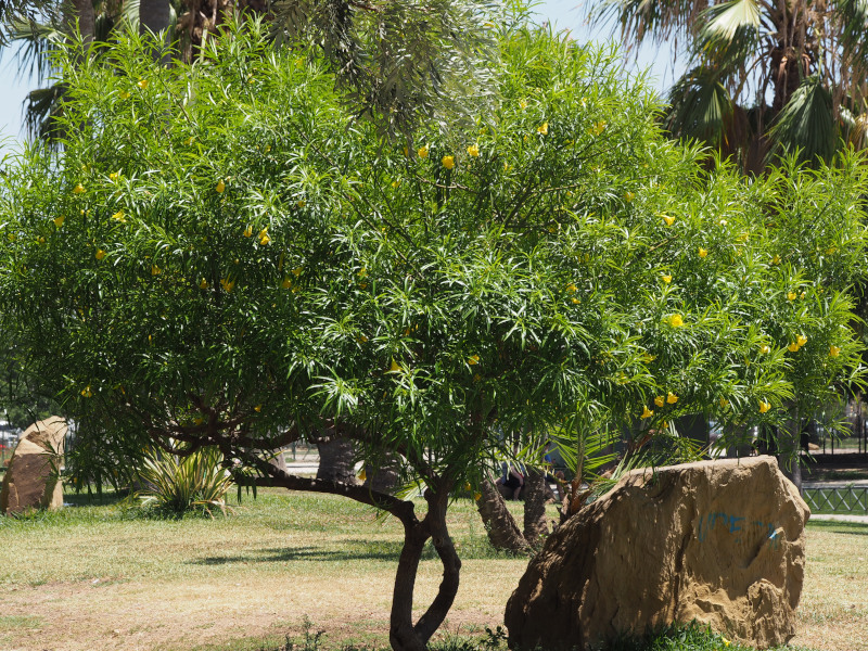 Flora ornamental, hortícola y medicinal.: Cascabela thevetia Adelfa ...