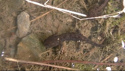 Balkan Wildlife: Baby Fire Salamanders