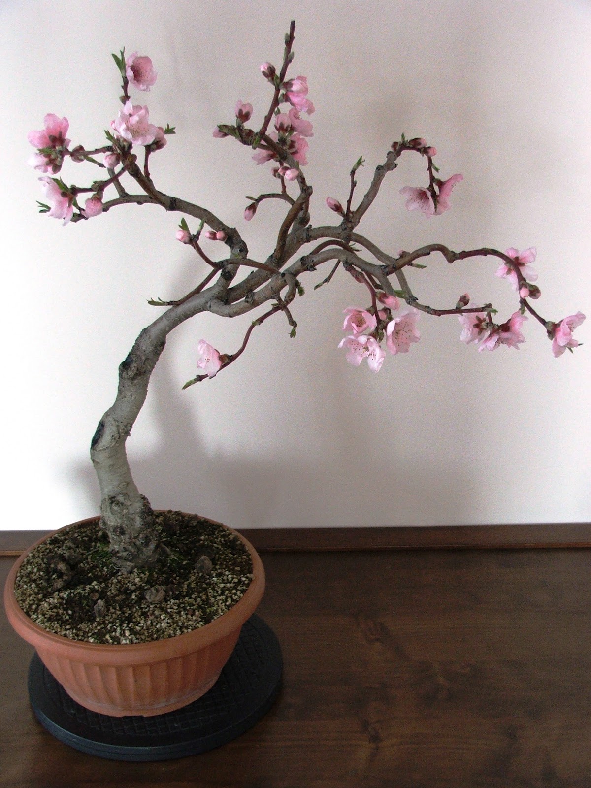 Evoluzione Bonsai : Bonsai di Pesco - Peach - prunus persica