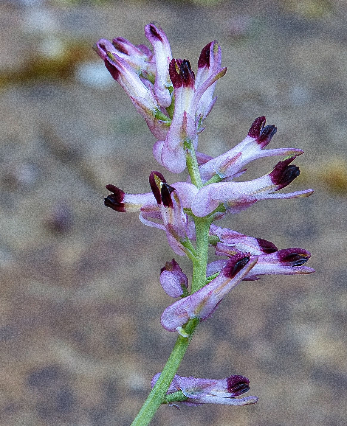 Gower Wildlife: Common Ramping-fumitory and Bargeman's Cabbage