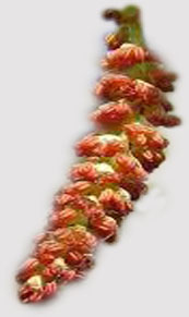 elarbolmiamigo-encinarosa: Populus simonii / Chopo simoni / Chopo de ...