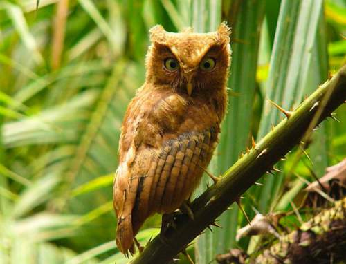 Mountain scops-owl | Birds of India | Bird World