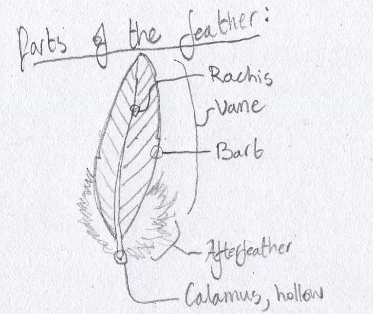 Spare Fork's Art Studio: Studying Feathers (Part 1)