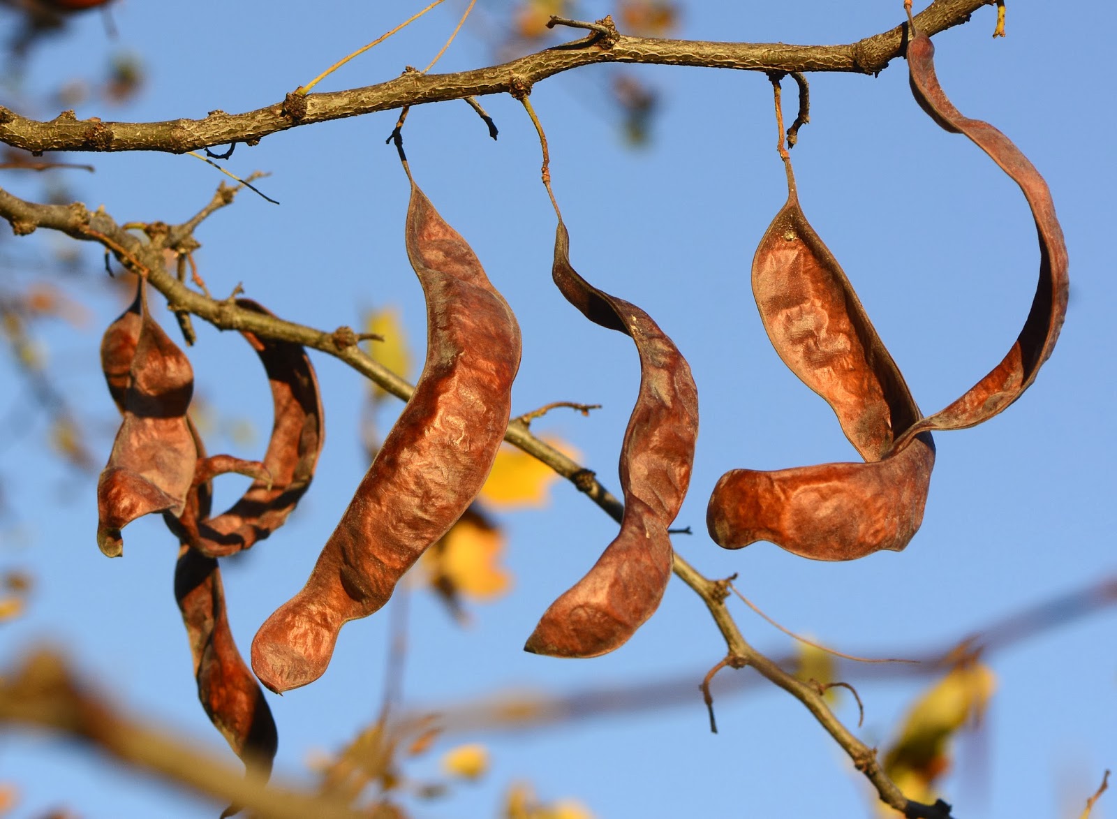 Macrophoto plaisir passion: Le Caroubier, Ceratonia siliqua