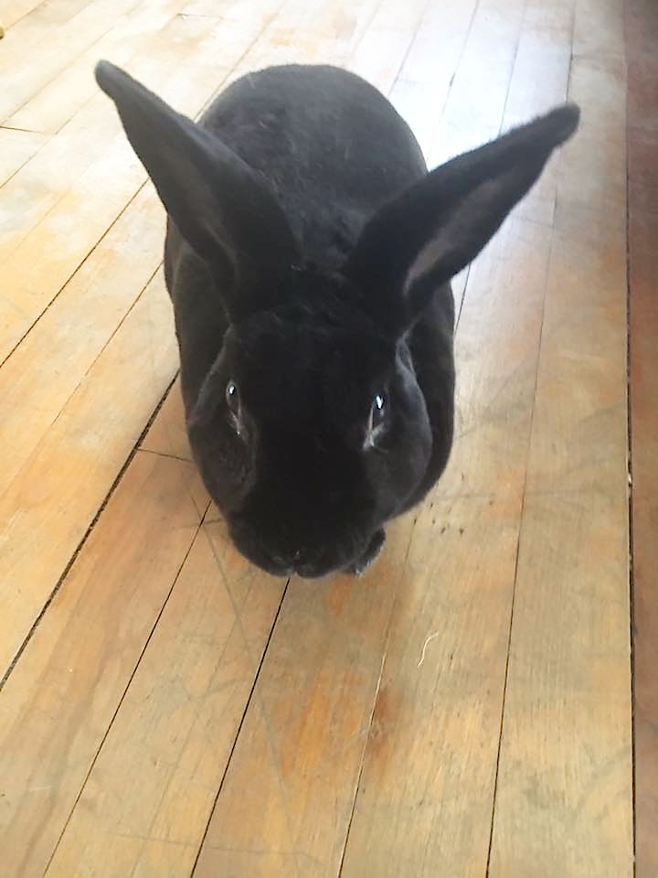 Disapproving Bun: Koda Bear