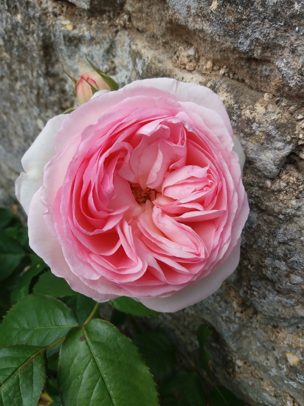 Debbie's Delectable Delights