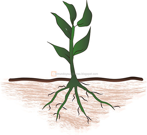 La Raiz de las Plantas : El Mundo y sus Plantas