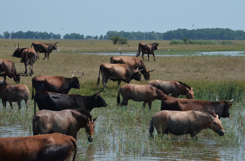 The Breeding-back Blog: Taurus cattle in Hungary