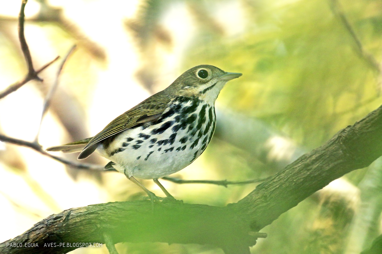 mis fotos de aves: Seiurus aurocapilla Reinita Hornera Ovenbird