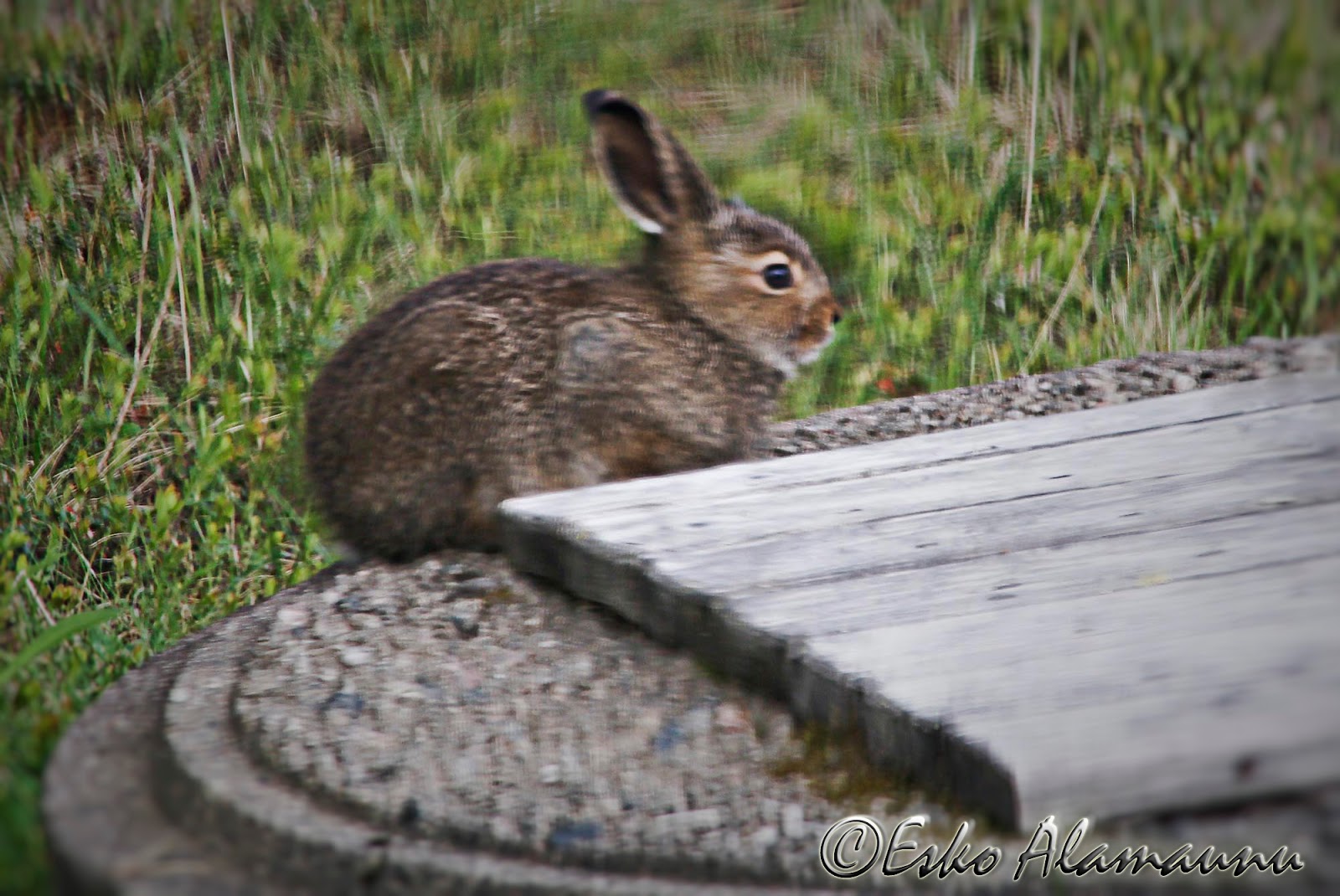 Eko-Kuvia: Bongausta....