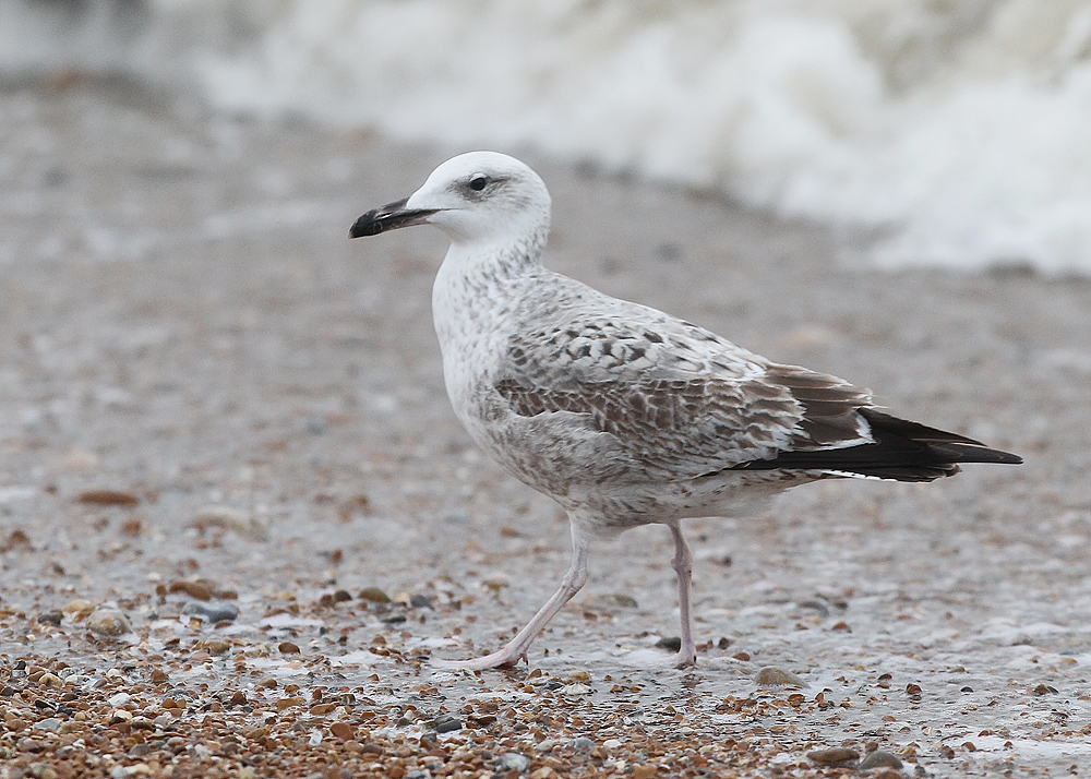 Richard Smith - Birdwatching Days Out: 2x CASPIAN GULL, 1st winter ...