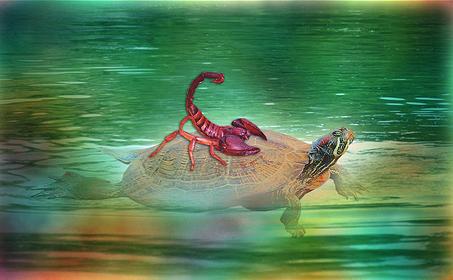 MyGreekSpirit: Scorpion and the Turtle