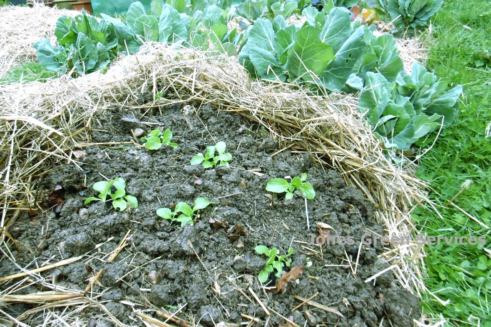 Le Sarramea - Gardening in the Pyrenees: No Dig, Straw Mulch & Roe Deer