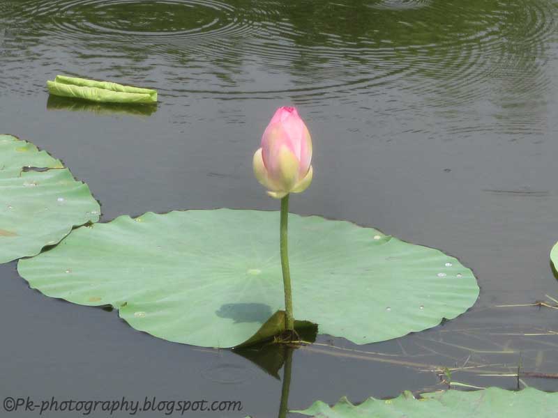 Indian Lotus Flower | Nature, Cultural, and Travel Photography Blog