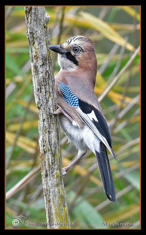 WILDLIFE GATEWAY: Le Geai des chênes
