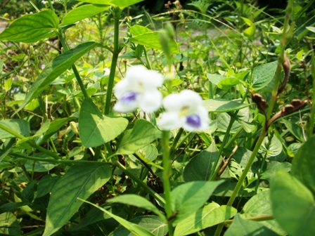 Saya Suka Arnab: MAKANAN ARNAB *DAUN ISRAEL