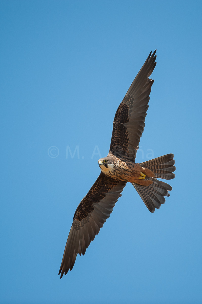 Miguel Angel Peña. Fotos de Naturaleza: El halcón de Eleonor