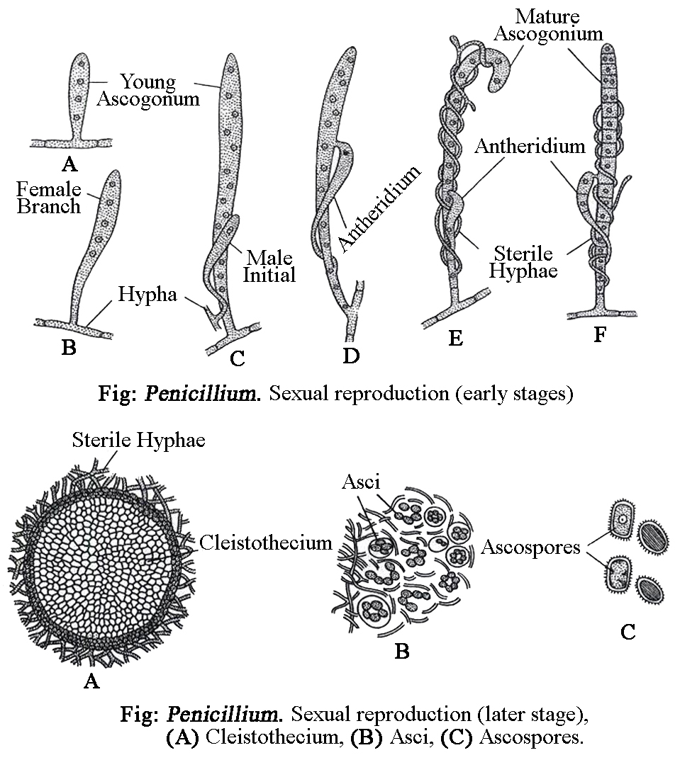 PENICILLIUM - CLASSIFICATION, VEGETATIVE STRUCTURE, REPRODUCTION ...