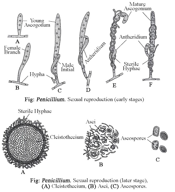 PENICILLIUM - CLASSIFICATION, VEGETATIVE STRUCTURE, REPRODUCTION ...