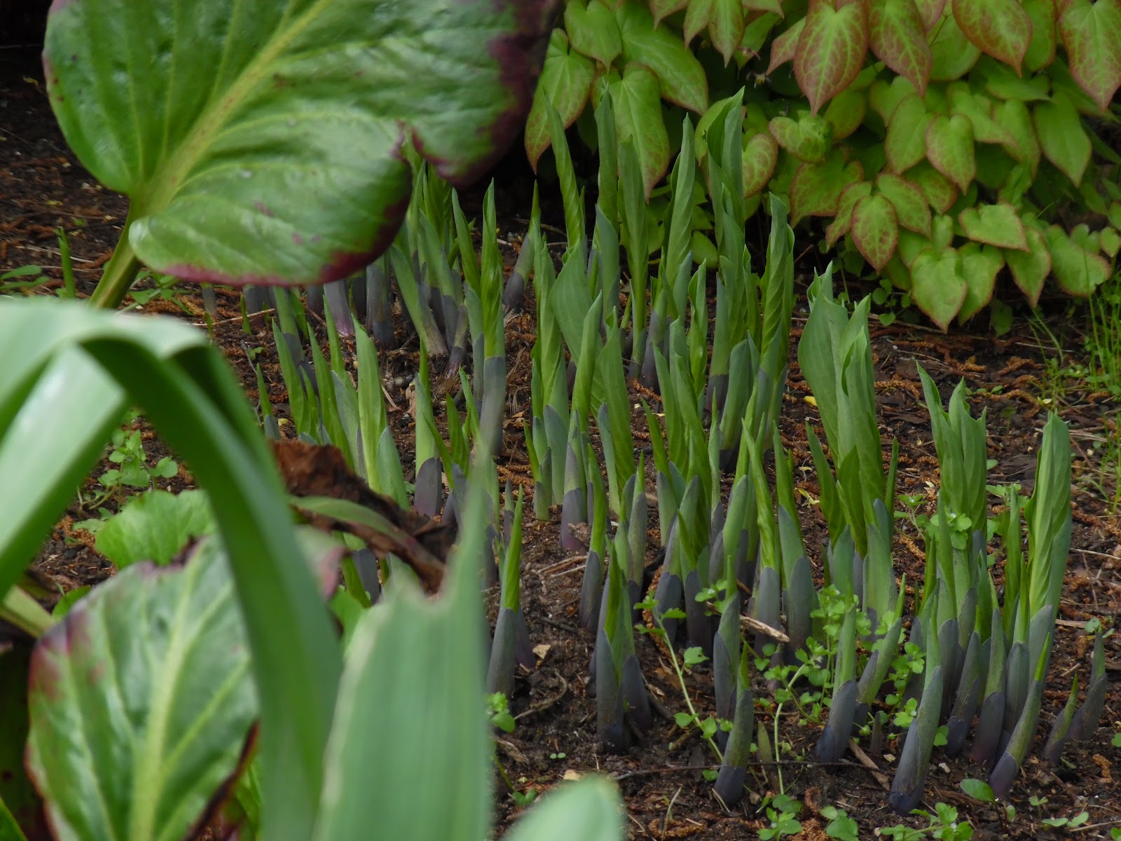 Ogród Tamaryszka: HOSTY - ROŚLINY DO CIENIA