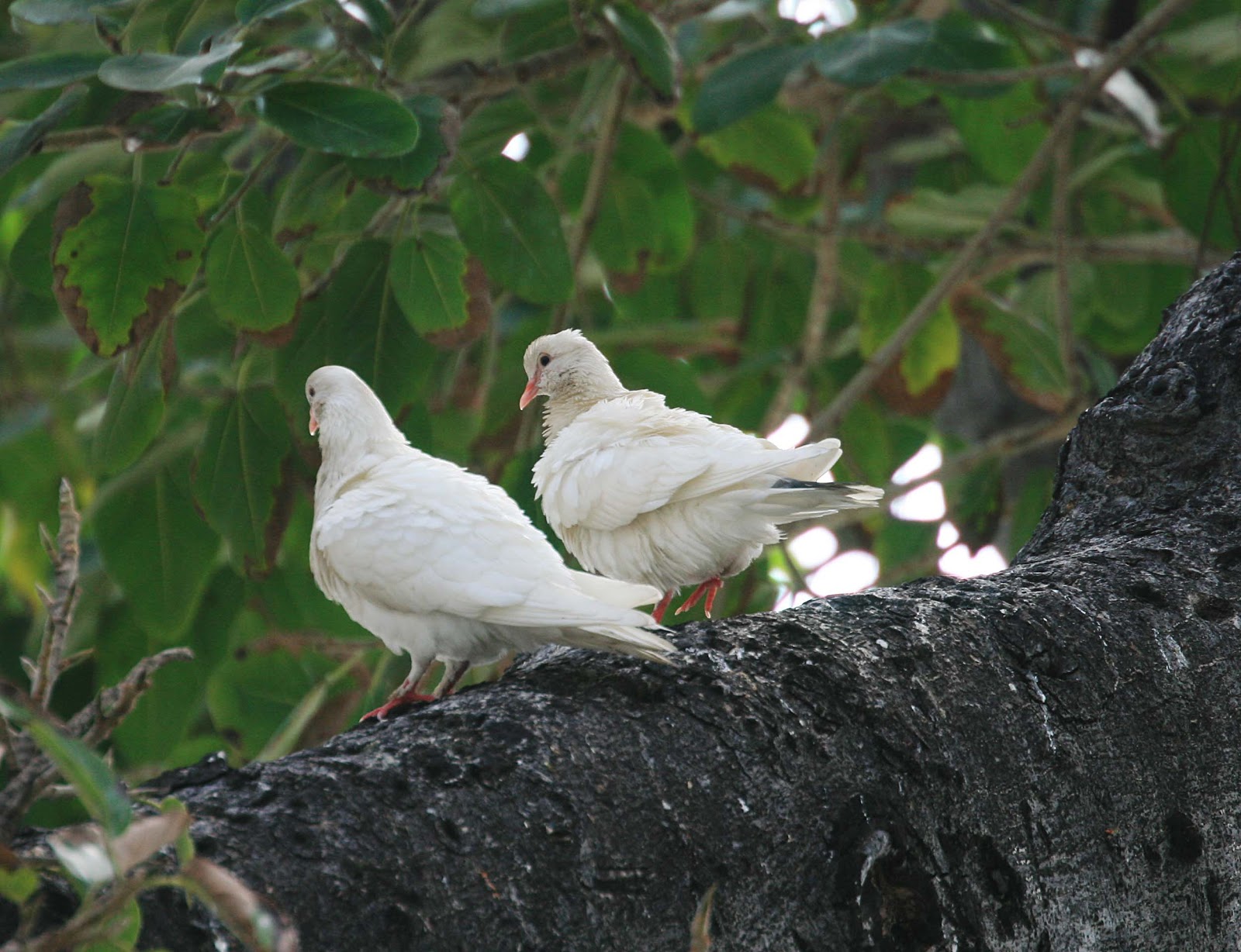 Our Beautiful World: White Dove