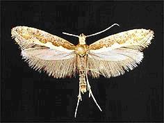 CROP SCIENCE: DIAMOND BLACK MOTH (plutella xylostella) IN CABBAGE AND ...