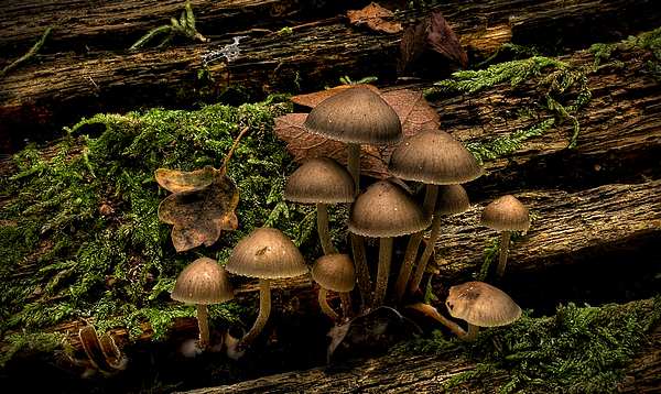 Como se utilizan las setas - Naturaleza, Nutrición, Salud