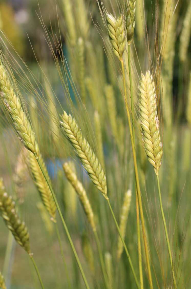 un Jardin-Potager en Hesbaye: Engrain