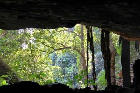 Kardali Van: Photo Album 4 - Kardalvanam - Forest