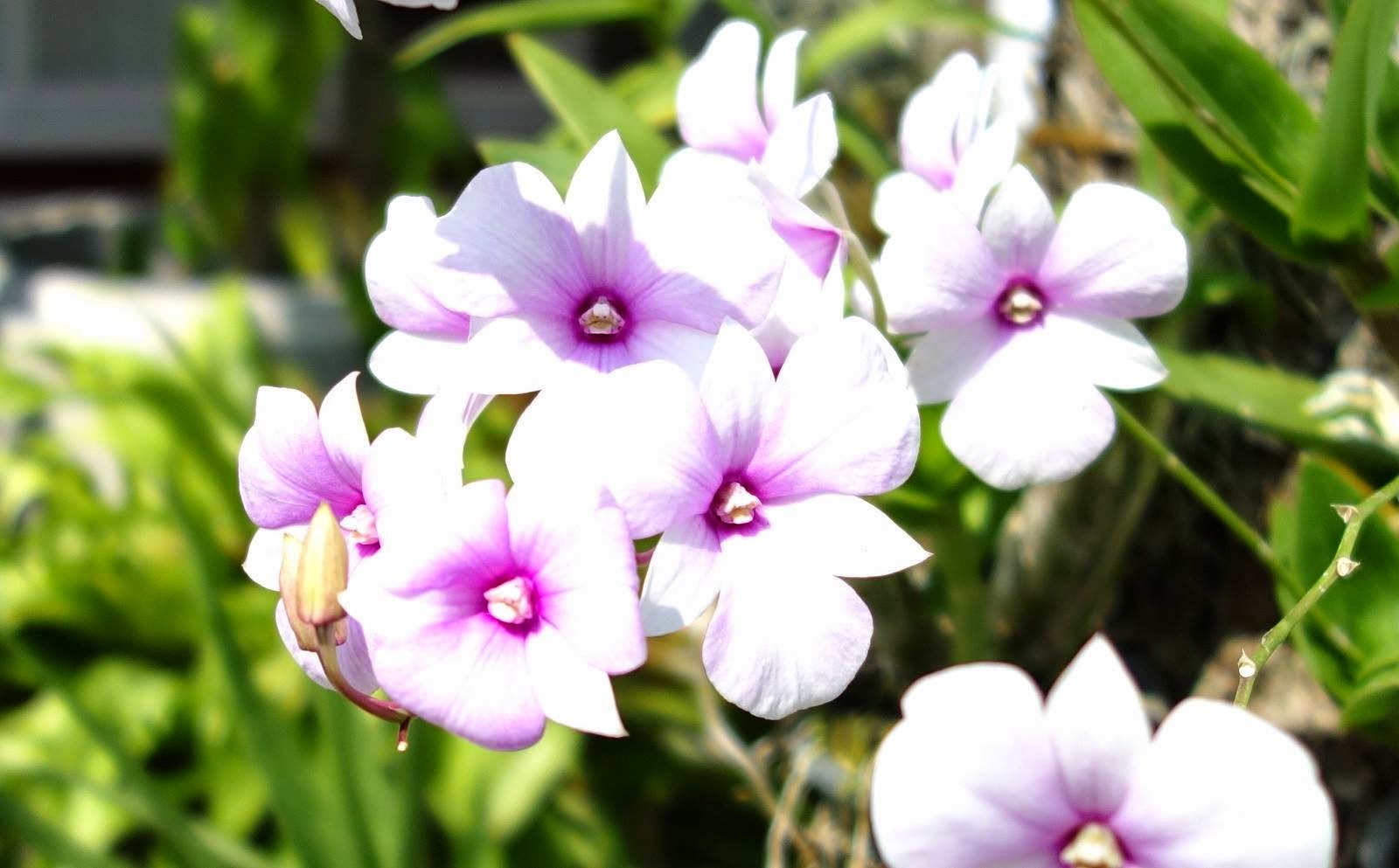 Orchids Flowers Pictures Bulbophyllum Vanda Cattleya Cymbidium ...