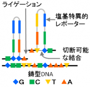 Omics Club（オミックス・クラブ）: Stratos Genomicsのナノポアシーケンシング