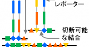 Omics Club（オミックス・クラブ）: Stratos Genomicsのナノポアシーケンシング