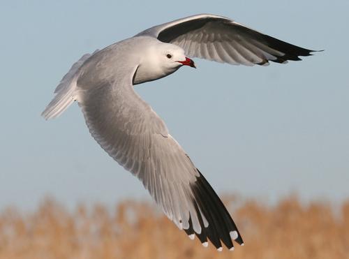 Audouin's Gull Facts & Photos | The Wildlife
