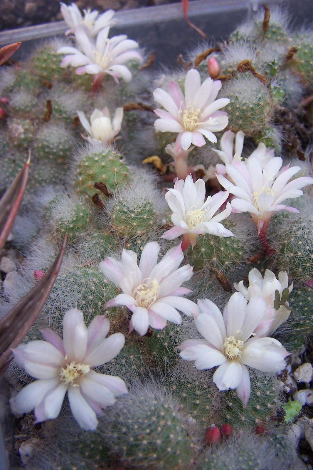 Oregon Cactus Blog: Rebutia albiflora