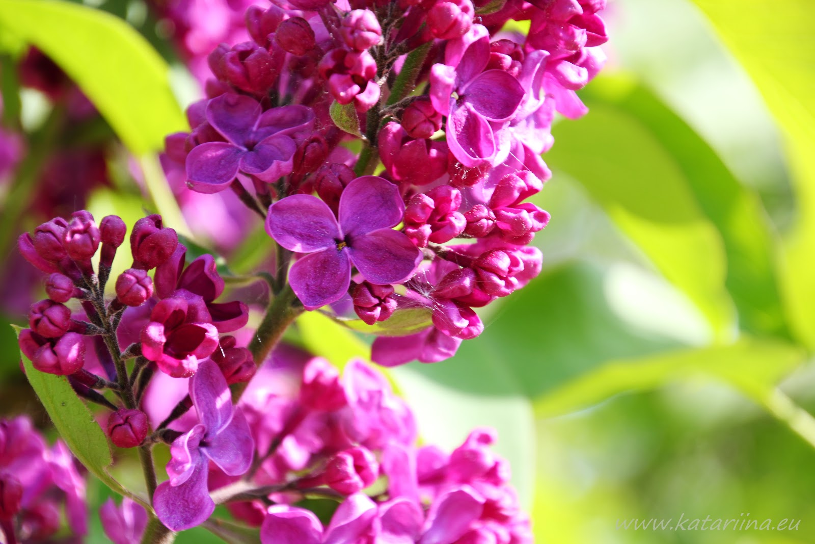 Katariina kudugurmee: Sirelililla tuunika ReDesign.