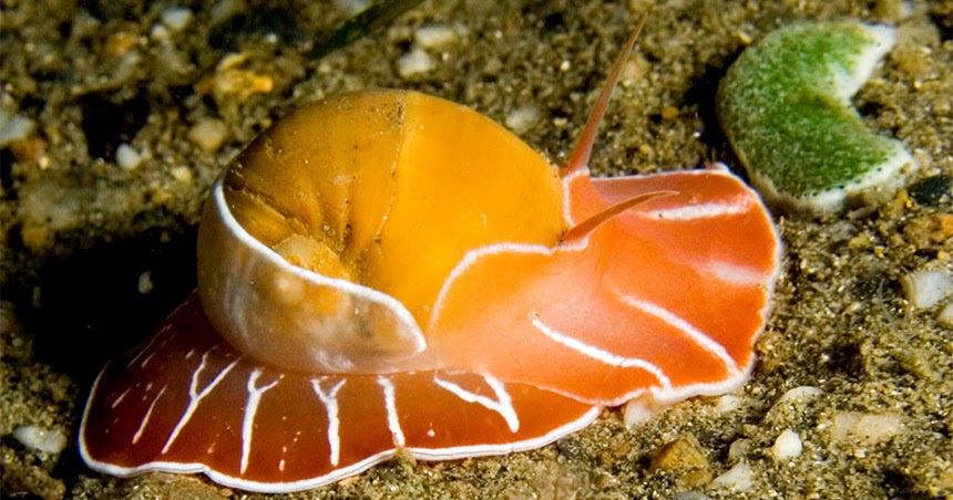 Beyond Real Time: The predators are winning .... this time :)